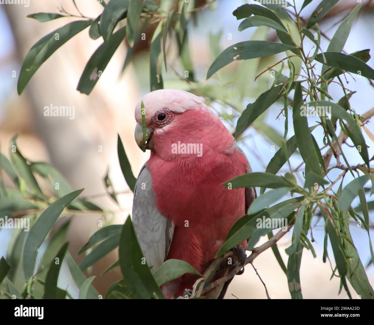 Galah in a tree hi-res stock photography and images - Alamy