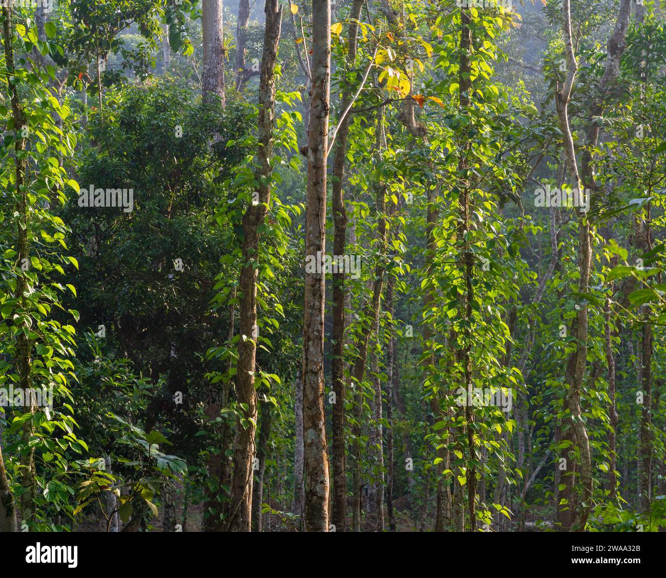 Scenic forest landscape view of piper betle aka betel vine growing on ...