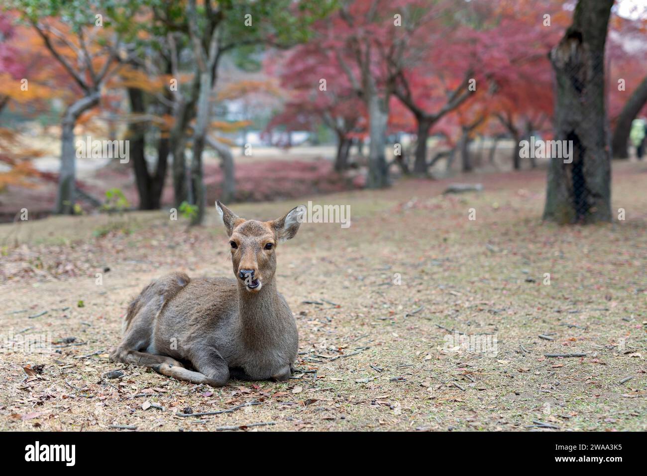 Japan. Nature Park in Nara. Deer live freely in a Japanese Park. A herd ...