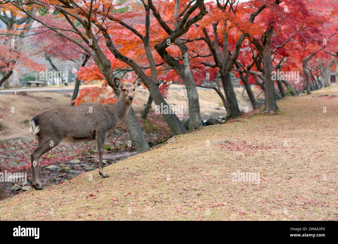 Japan. Nature Park in Nara. Deer live freely in a Japanese Park. A herd ...