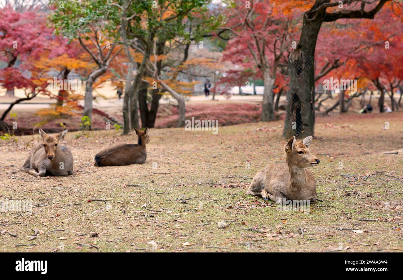 Japan. Nature Park in Nara. Deer live freely in a Japanese Park. A herd ...