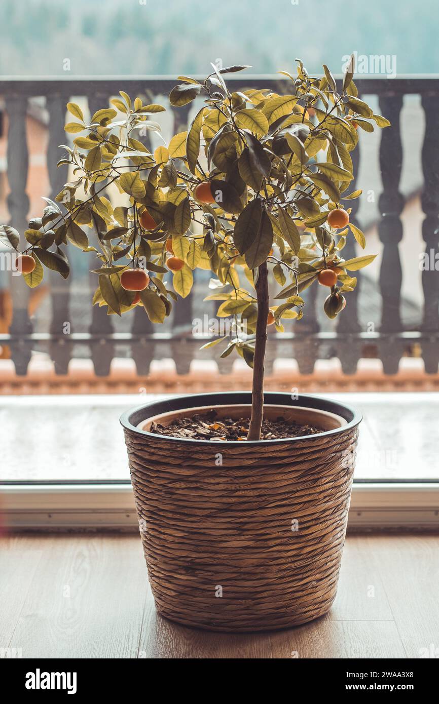 Small lemon tree in a room at an apartment. Planted in a wicker box ...
