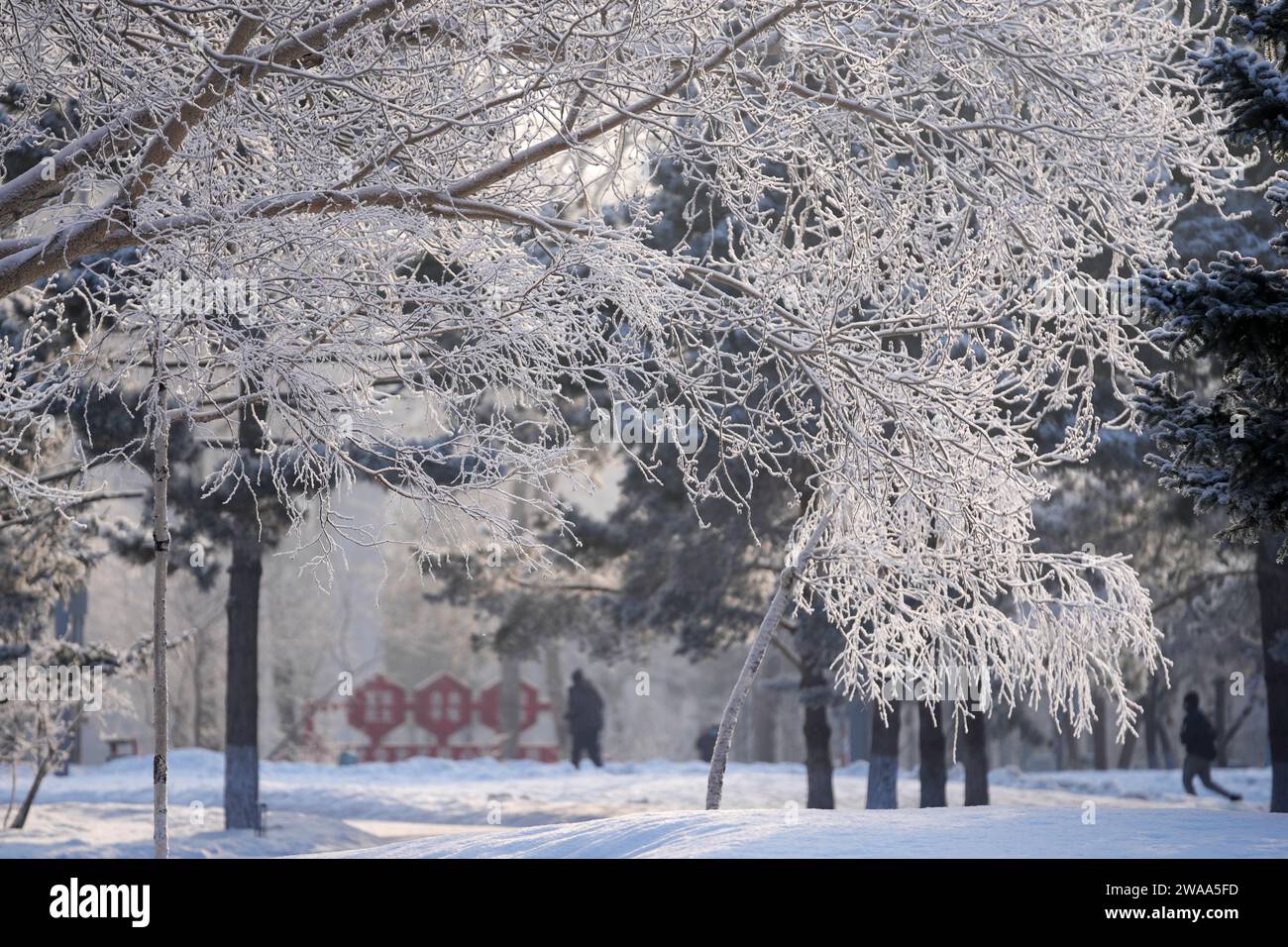 Harbin. 3rd Jan, 2024. This photo taken on Jan. 3, 2024 shows rime ...