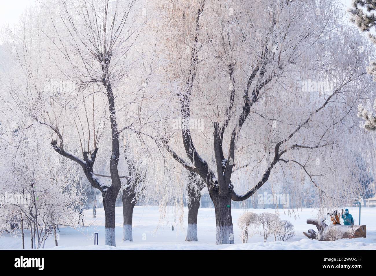 Harbin, China's Heilongjiang Province. 3rd Jan, 2024. People take ...