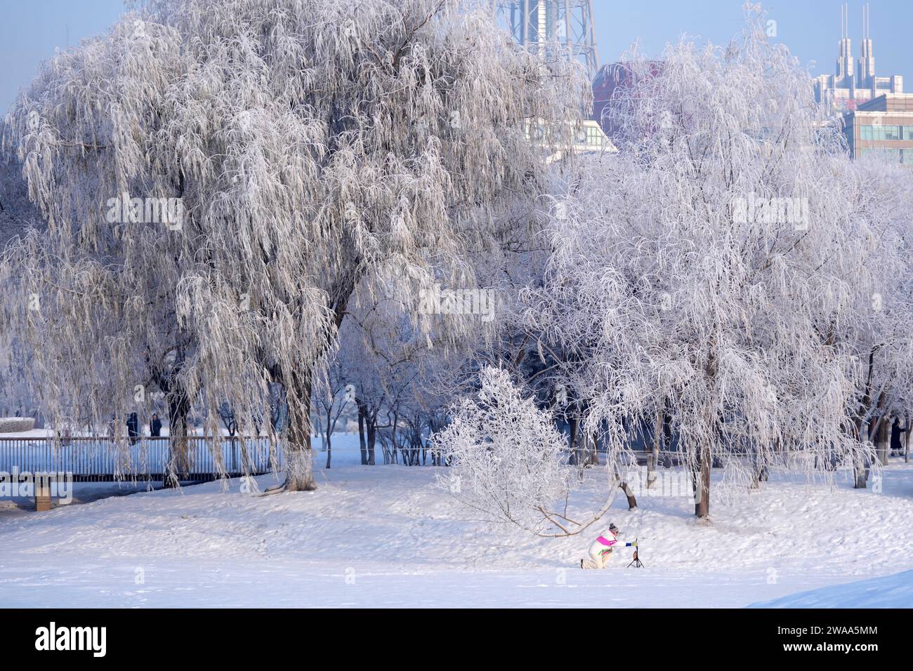 Harbin, China's Heilongjiang Province. 3rd Jan, 2024. A citizen takes a ...