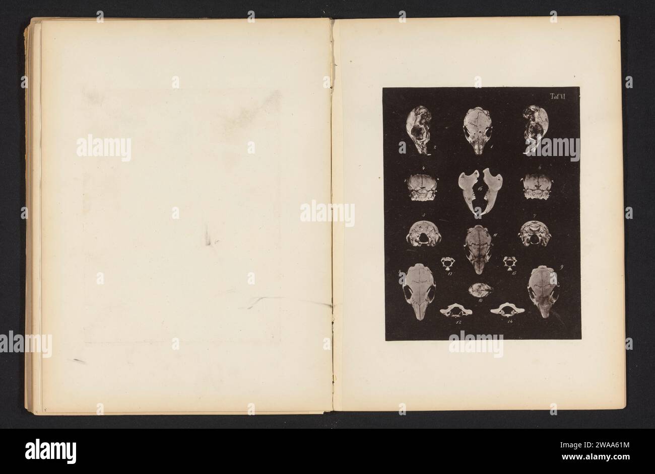 Fifteen faces of a rabbit skull, Bernhard von Gudden, c. 1864 - in or ...