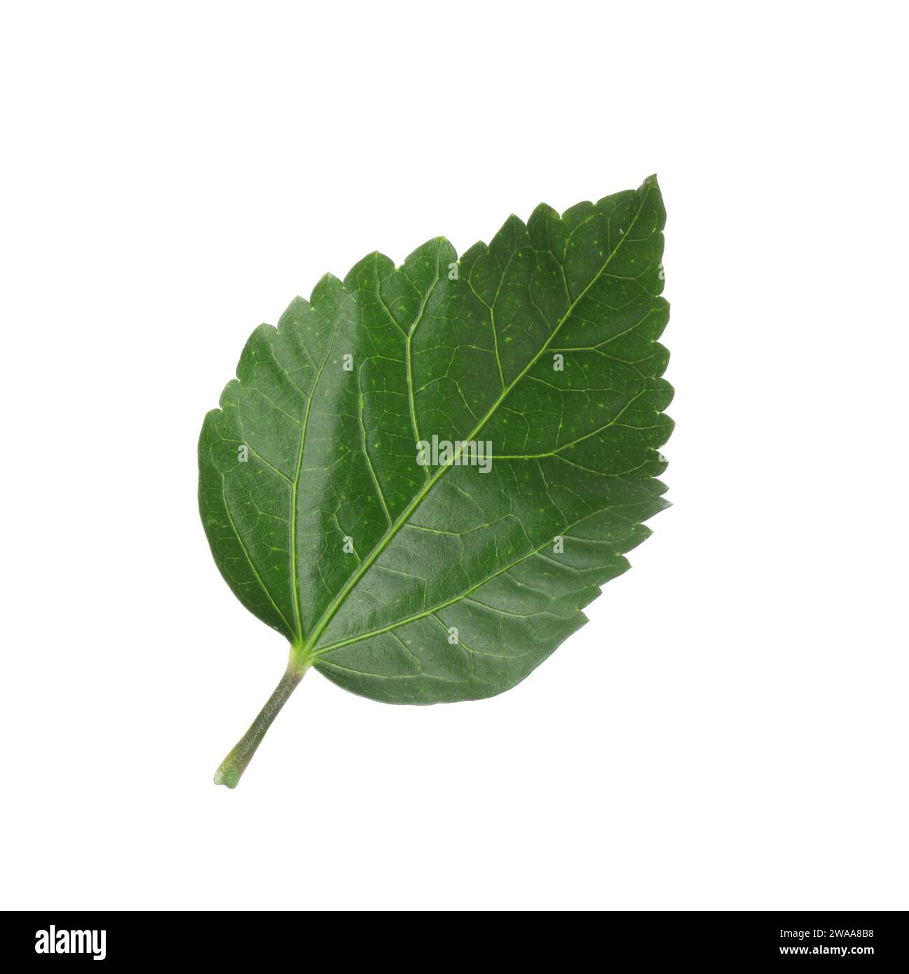 One green hibiscus leaf isolated on white Stock Photo - Alamy