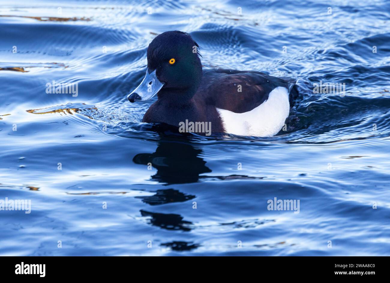 The Tufted Duck is a member of the diving duck family. The male, or ...