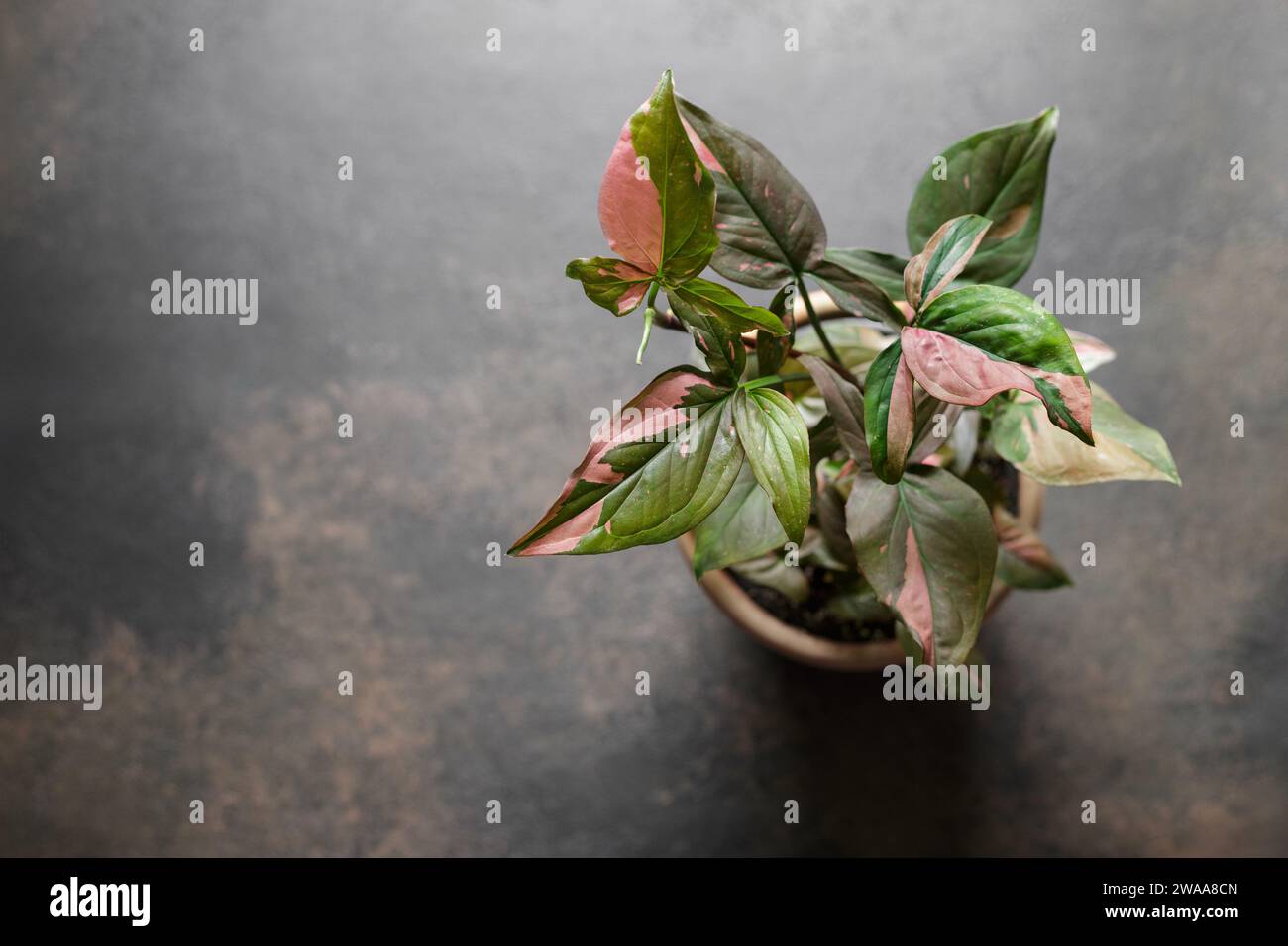 Syngonium Podophyllum Pink Splash Red Spot Potted Plant. Top view on ...