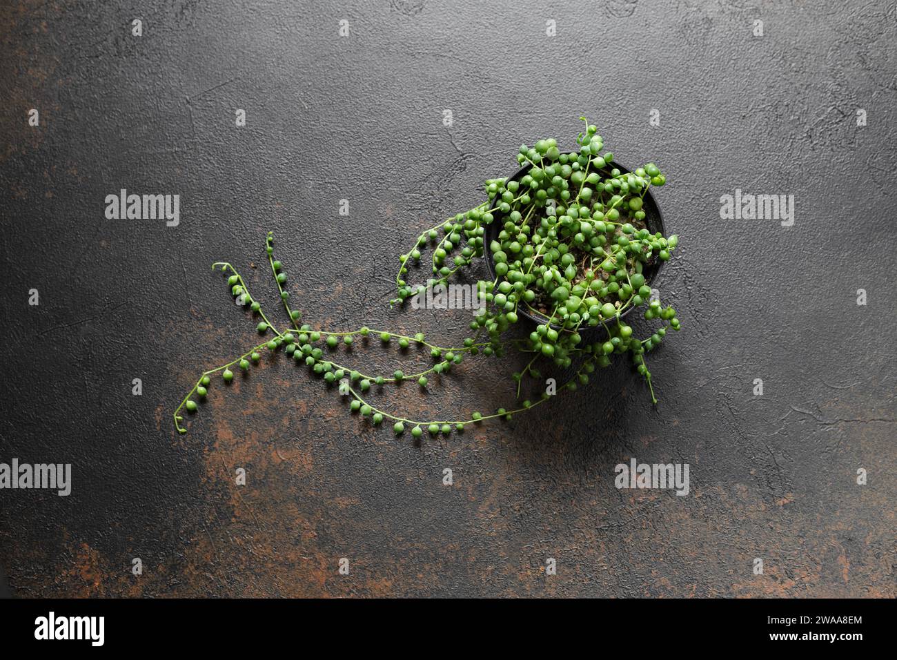 Senecio Rowleyanus or String of Pearls Plant with Bead-like Leaves on ...