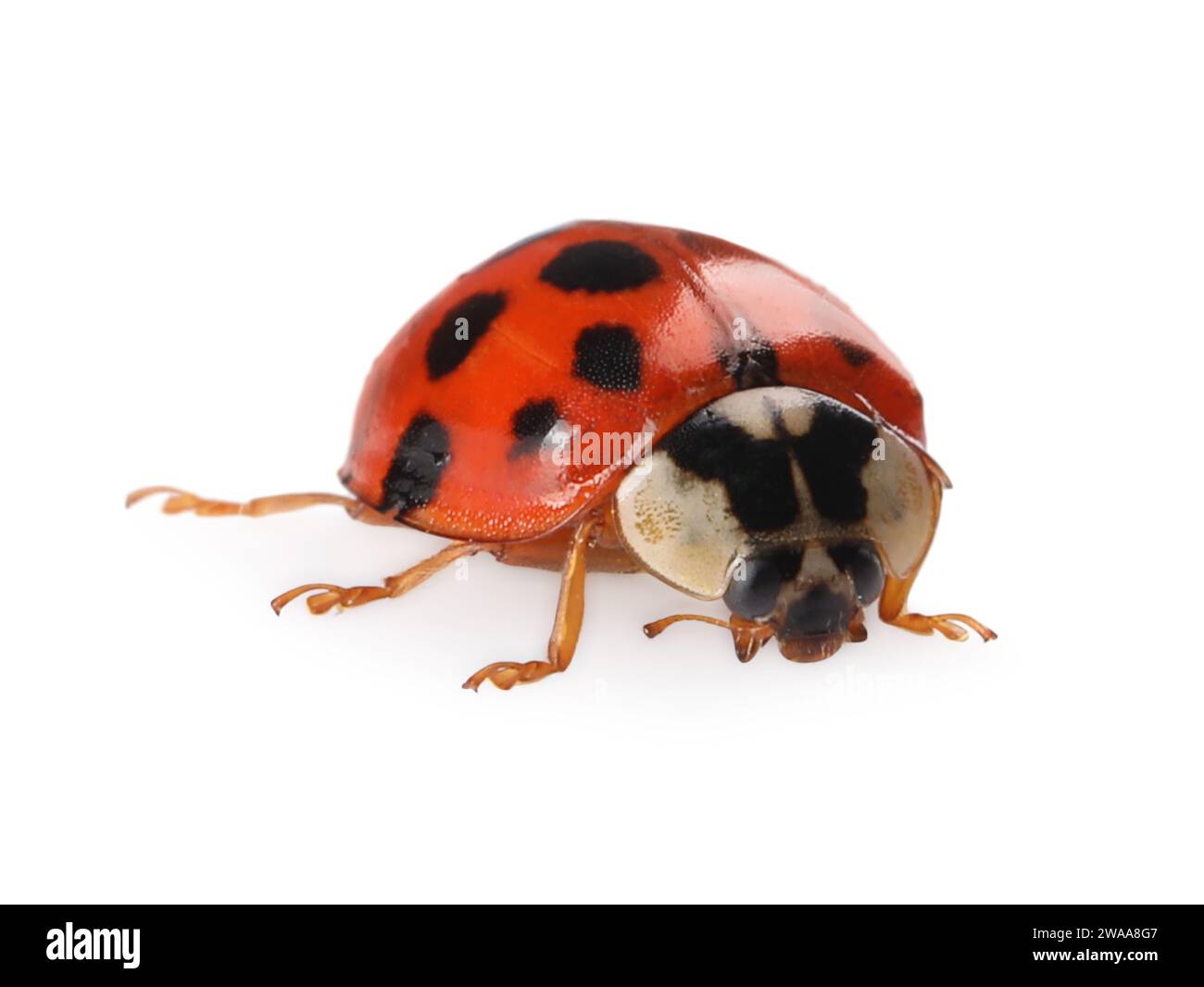 Little red ladybug Cut Out Stock Images & Pictures - Alamy