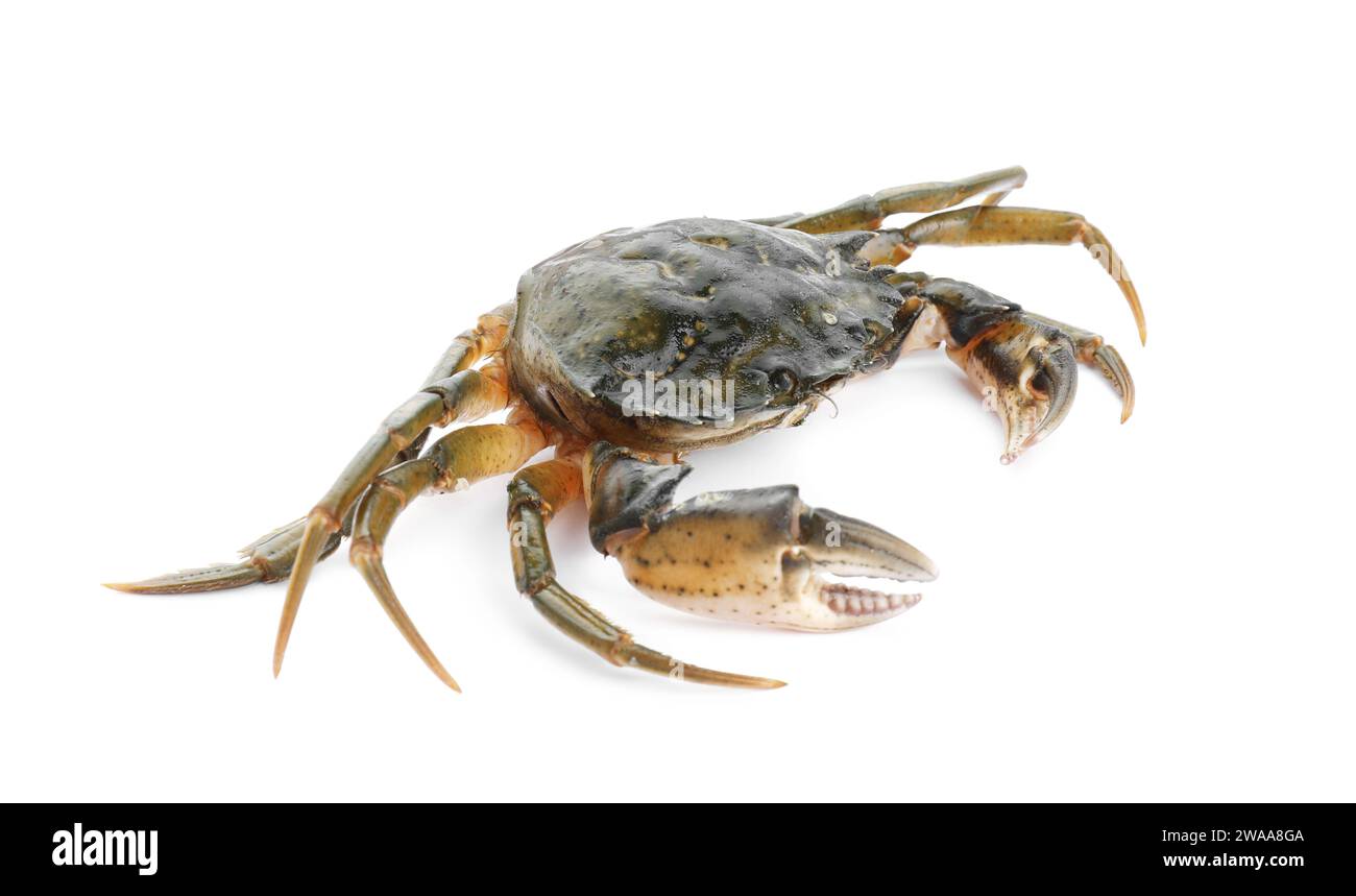 One fresh raw crab isolated on white Stock Photo - Alamy