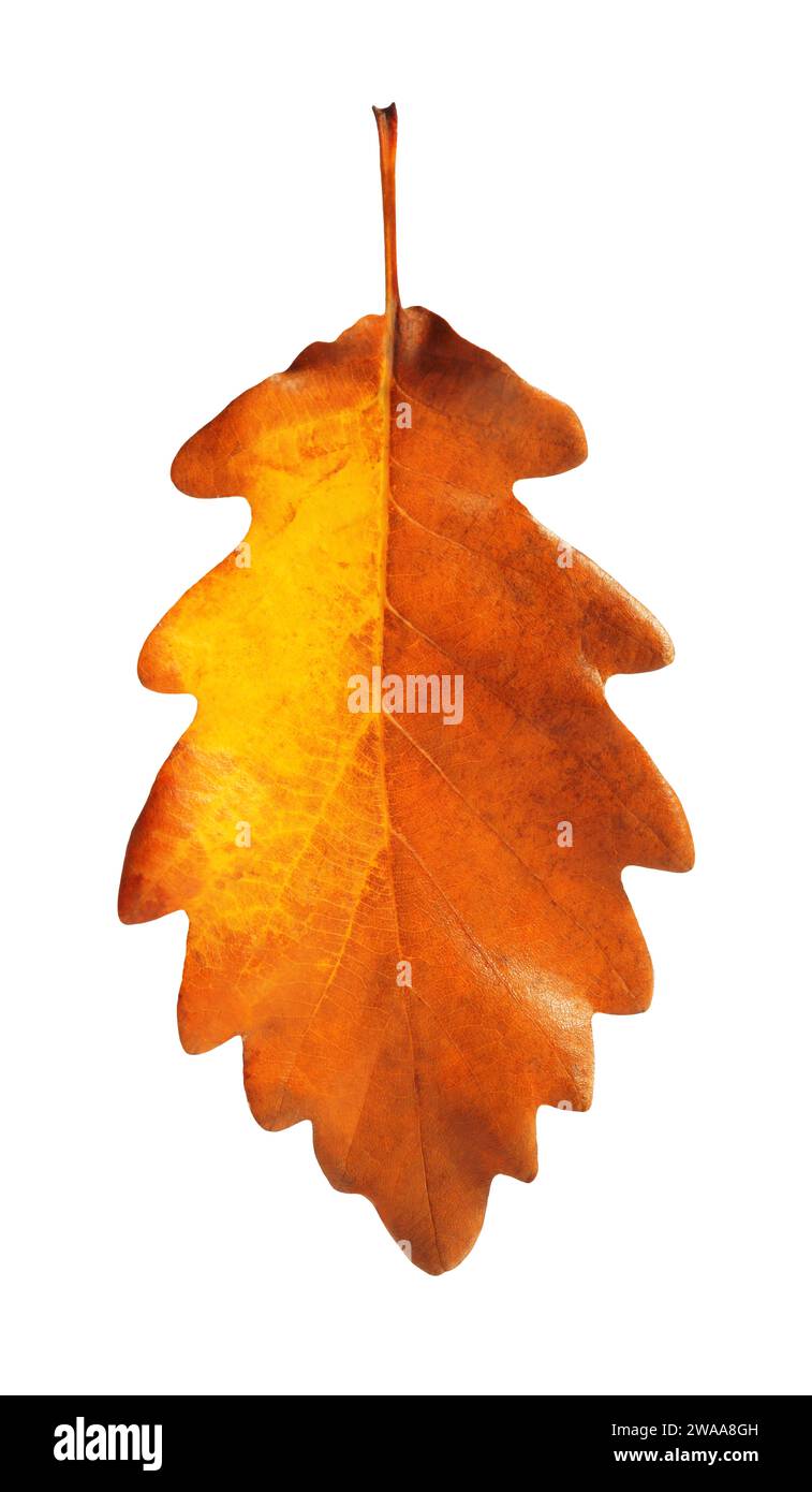 One oak leaf hi-res stock photography and images - Alamy