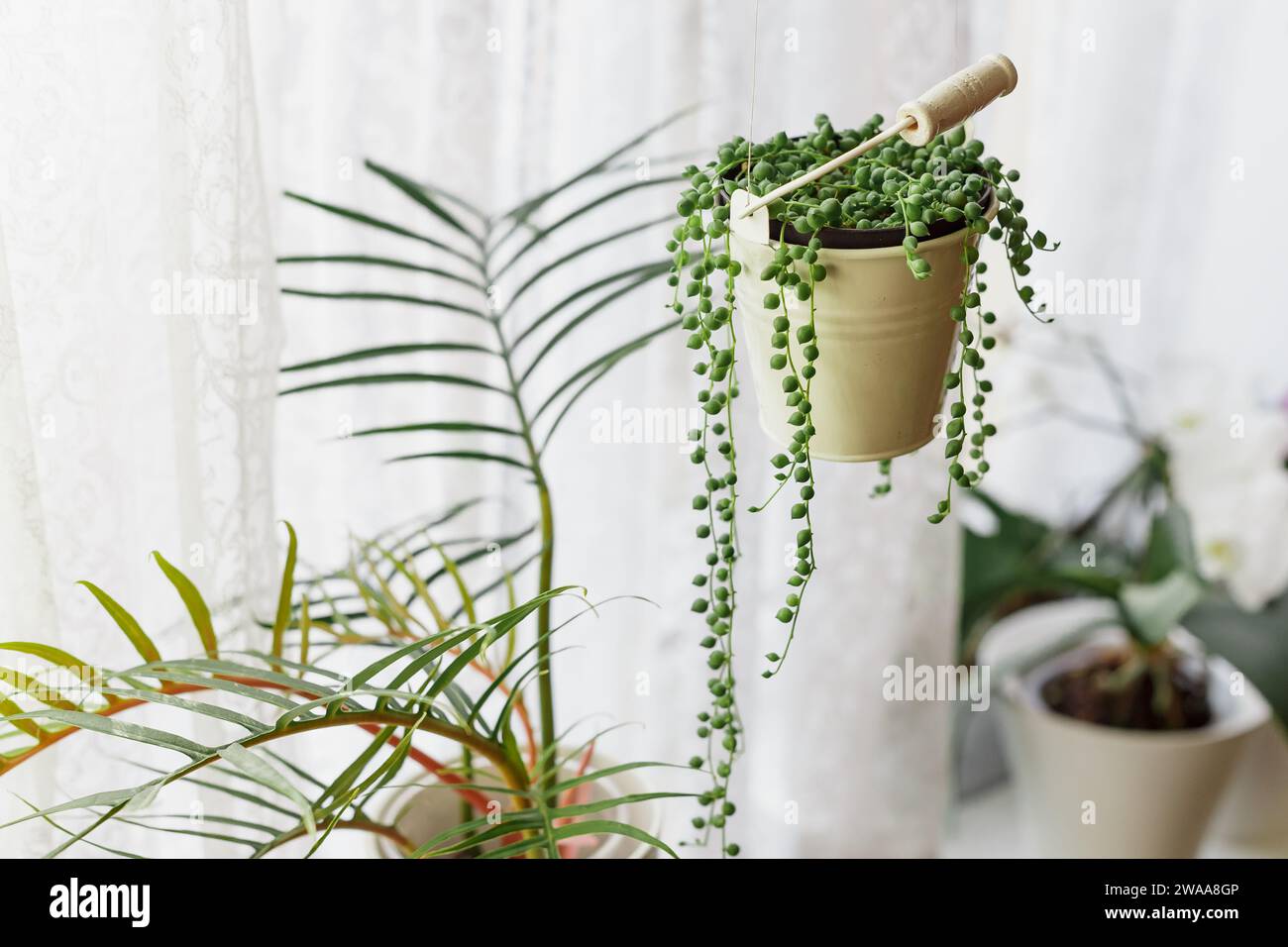 Senecio Rowleyanus House Plant in a White Hanging Bucket Pot. String of ...