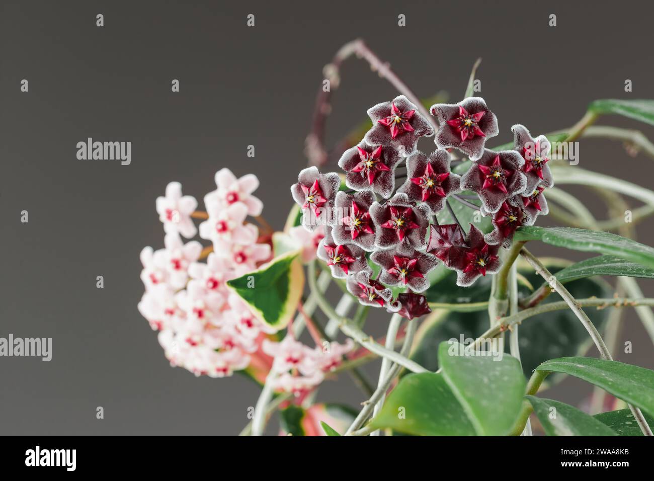Plant chimera varieties hi-res stock photography and images - Alamy