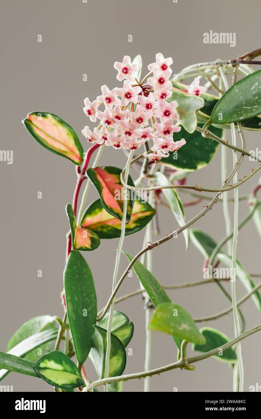 Hoya Carnosa Tricolor Potted Plant in Bloom. Hoya Krimson Queen Pink ...