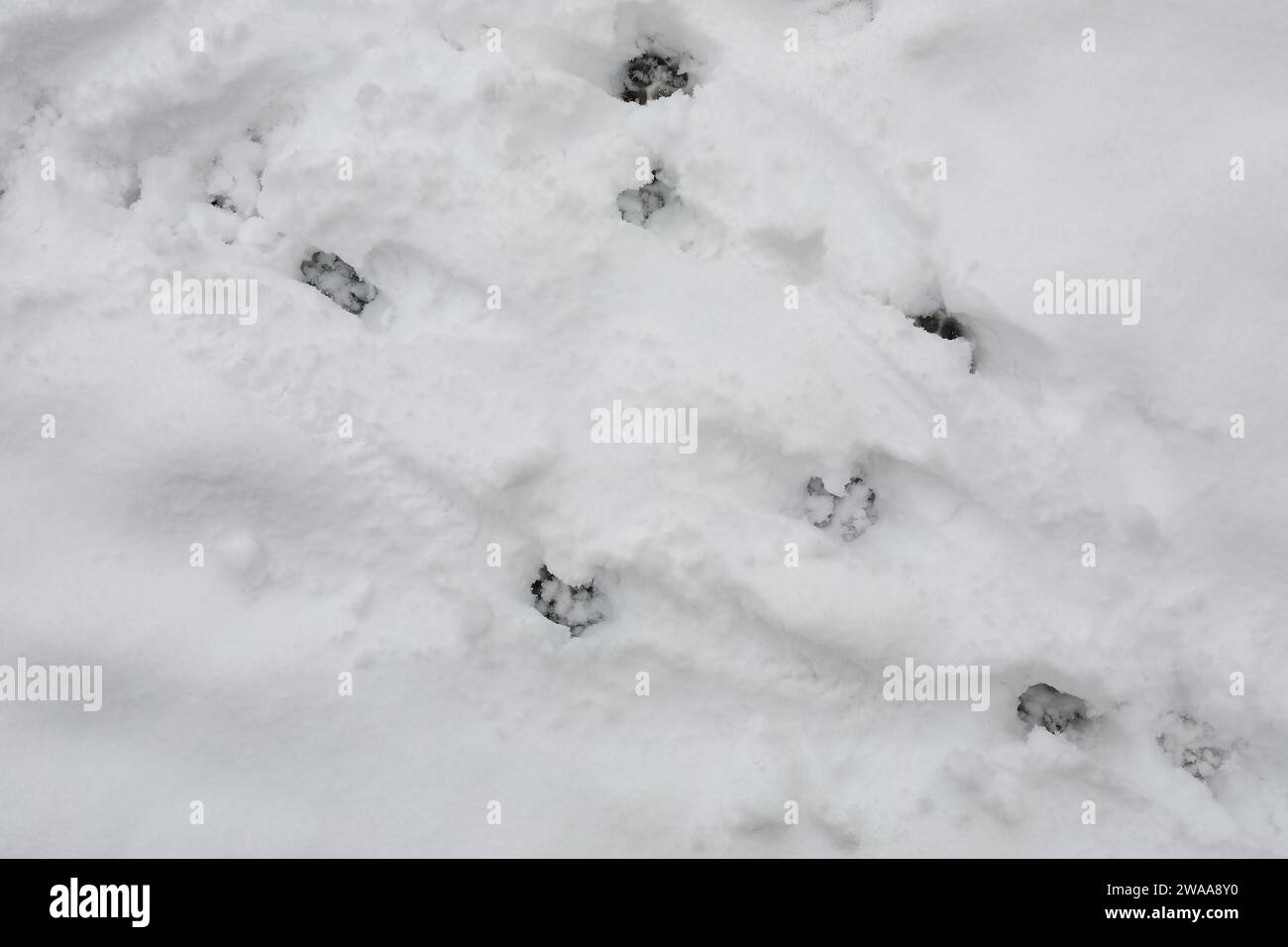 Animal trails on snow outdoors, top view Stock Photo - Alamy