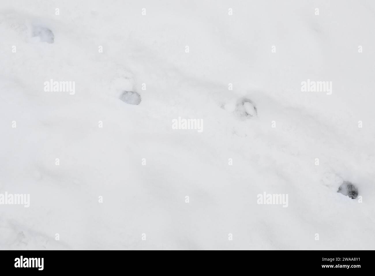 Animal trails on snow outdoors, top view Stock Photo - Alamy