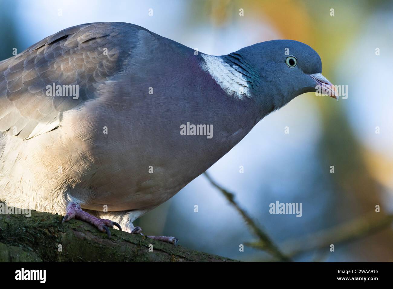 Largest of the European pigeon family, the Wood Pigeon is common bird ...