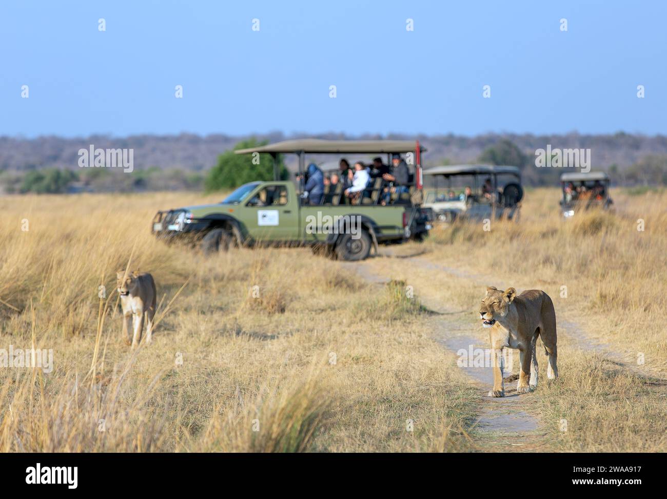 lion crossing the road in the African savannah Stock Photo - Alamy