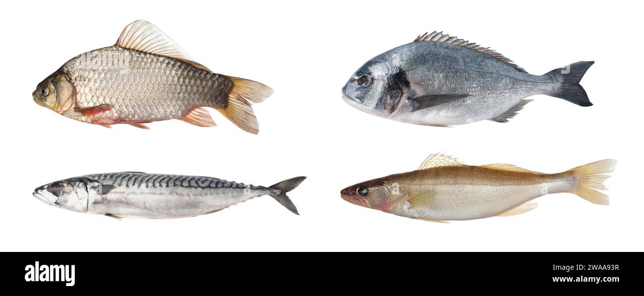 Different types of raw fish isolated on white, set Stock Photo - Alamy
