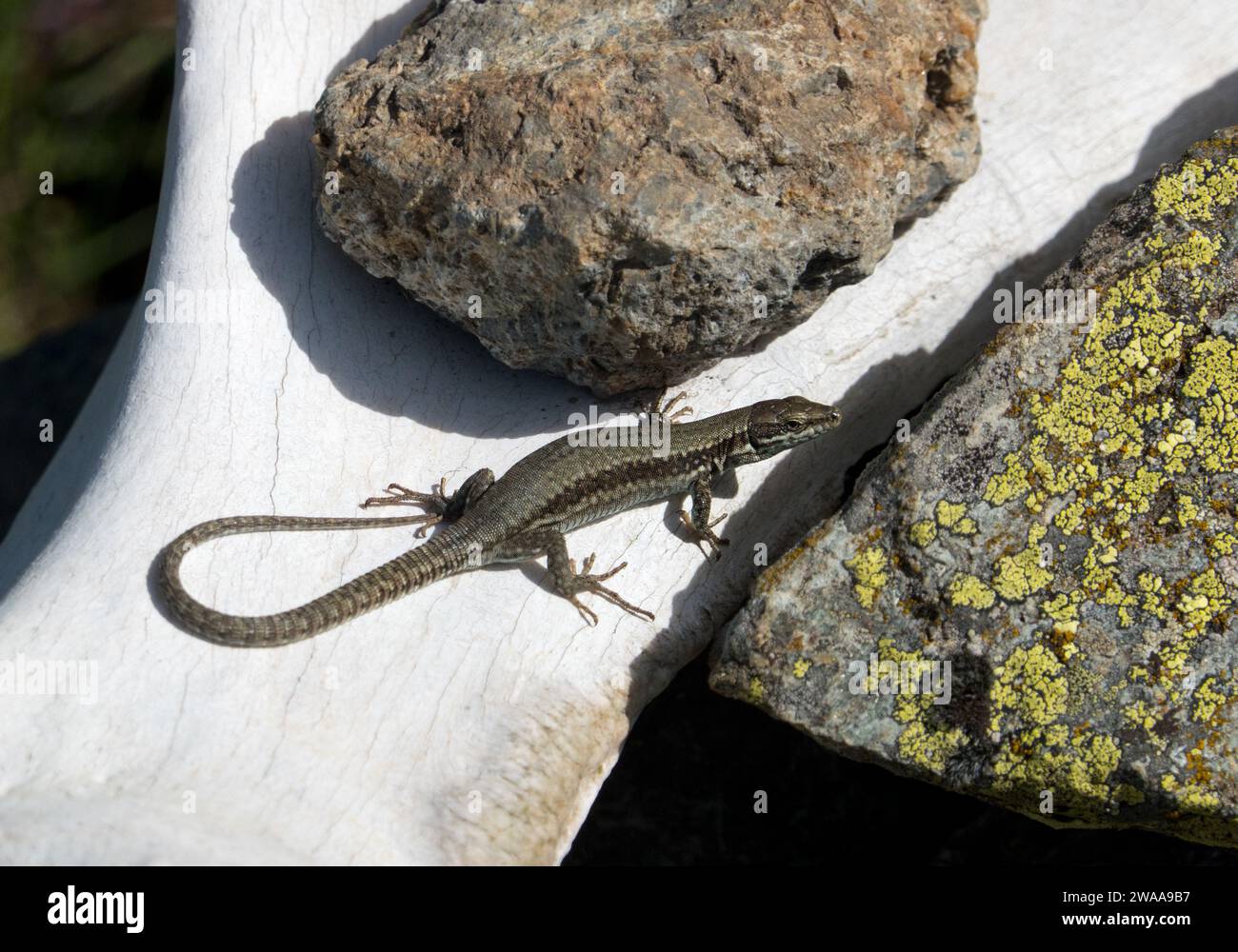 Habitat stone hi-res stock photography and images - Alamy