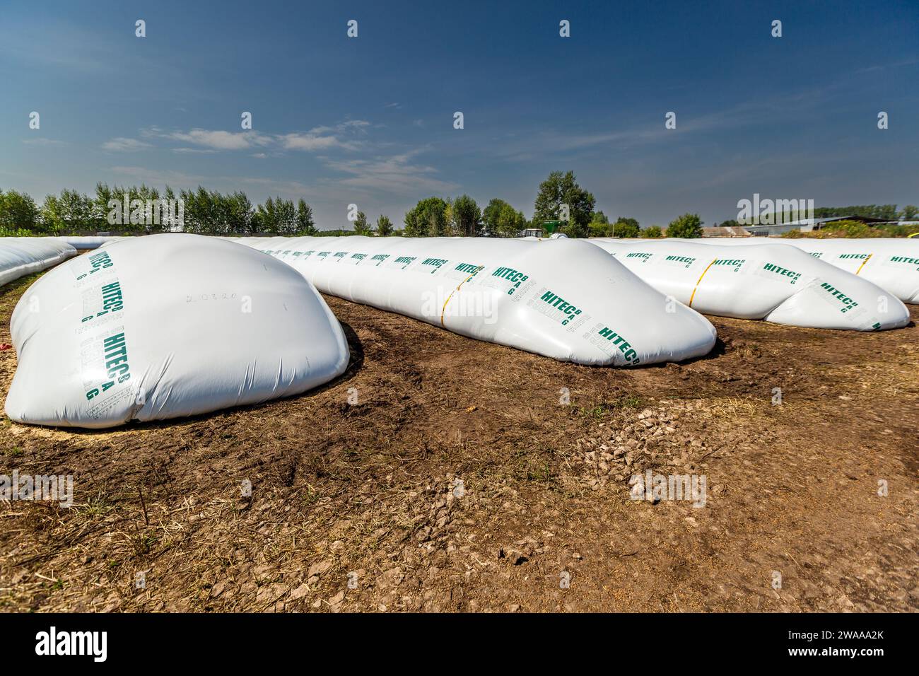 Kazan, Russia - August 5, 2020: Grain is loaded into a polyethylene ... Kazan, Russia - August 5, 2020: Grain is loaded into a polyethylene ...