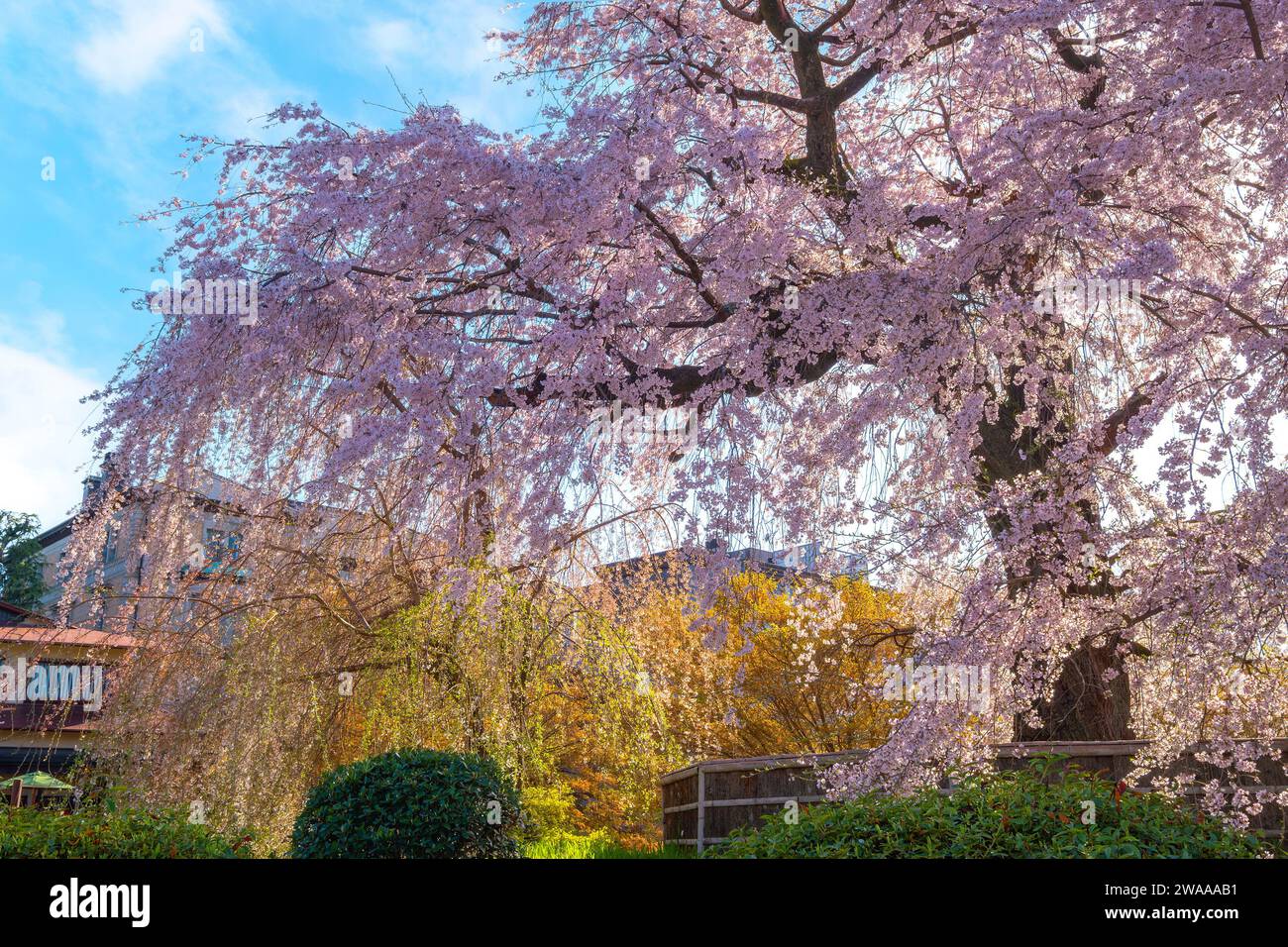 Beautiful Weeping Sakura in Spring at Maruyama Park in Kyoto, Japan ...