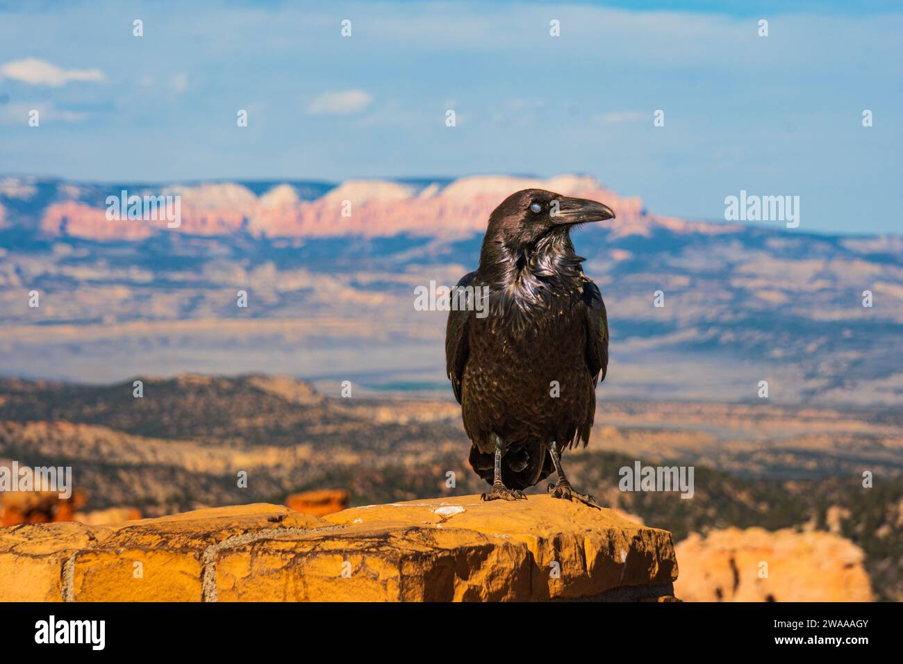A wild raven (Corvus Corax) posing in front of mountains of Bryce ...