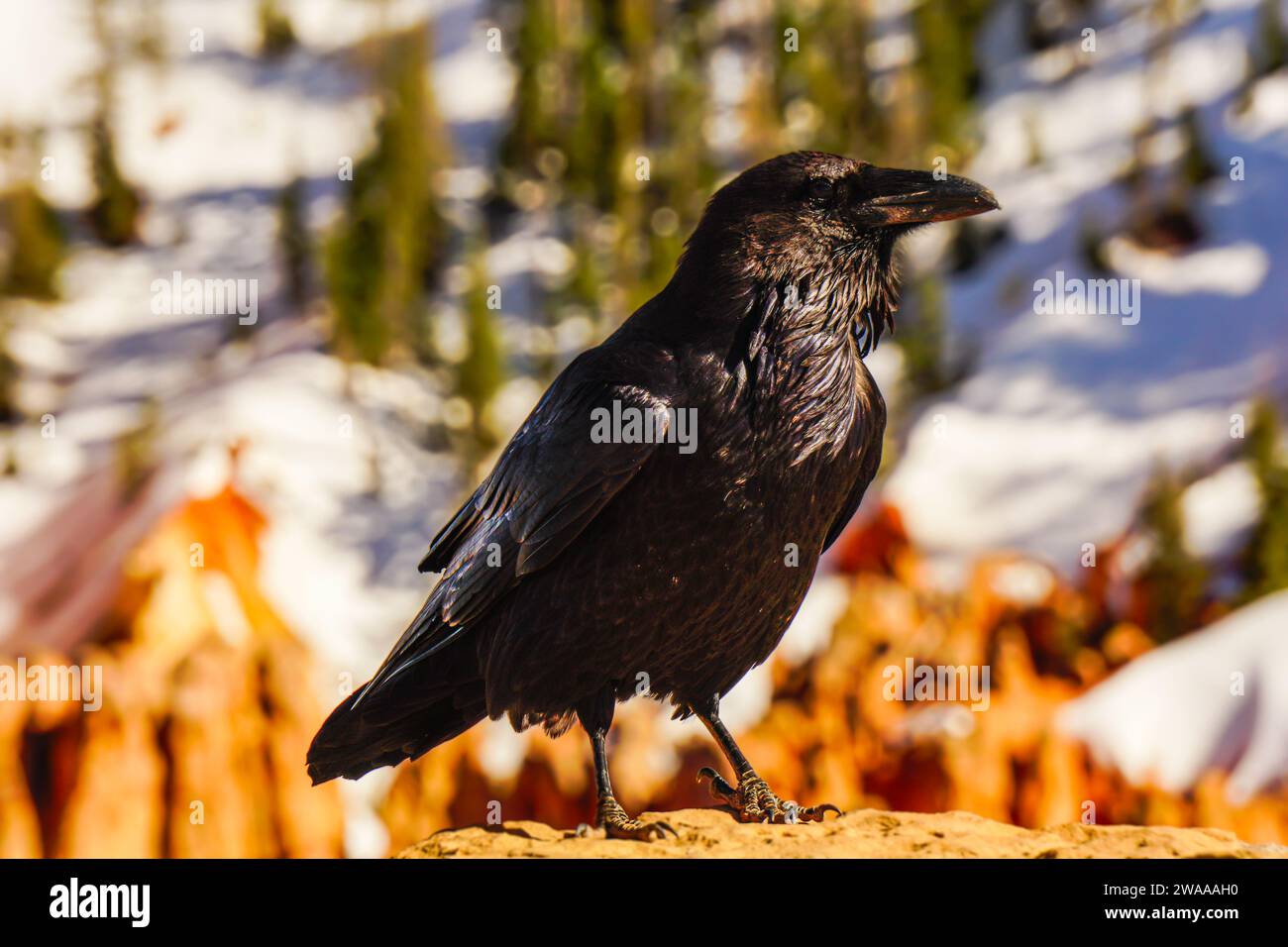 Raven snow hi-res stock photography and images - Alamy