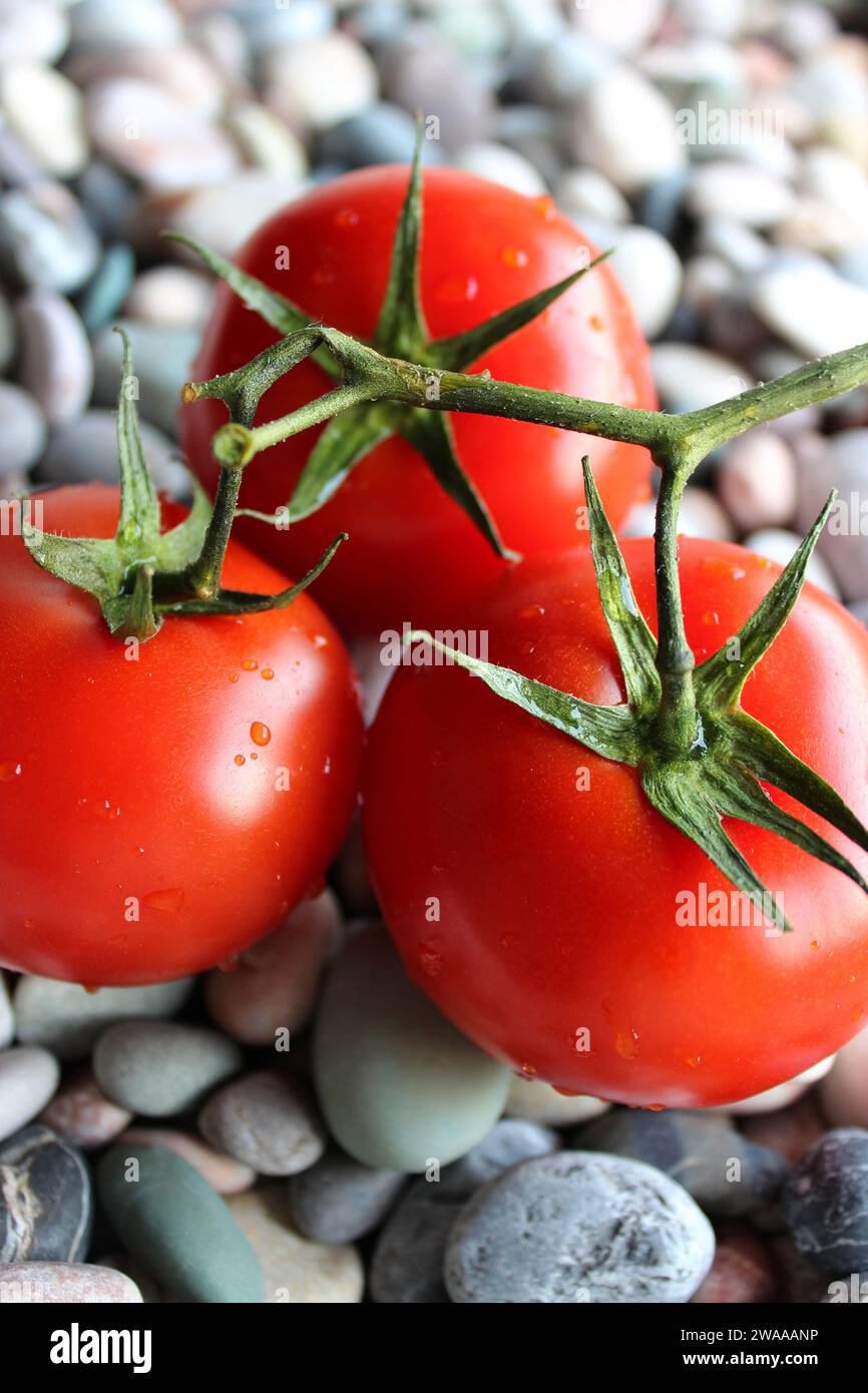 Closeup Vertical Photo Of Branch With Three Juicy Ripe Tomato Vegetables On A Round Stones Stock ...