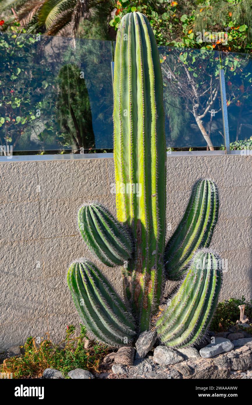 Big cactus growing in tropical botanical garden Stock Photo - Alamy