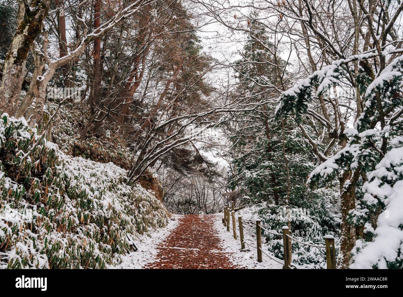 Shiroyama Park forest trekking road with winter snow in Takayama, Gifu ...