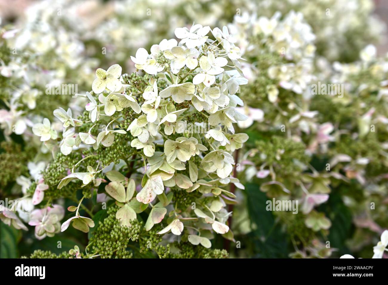 Hydrangea paniculata saville lace hi-res stock photography and images ...
