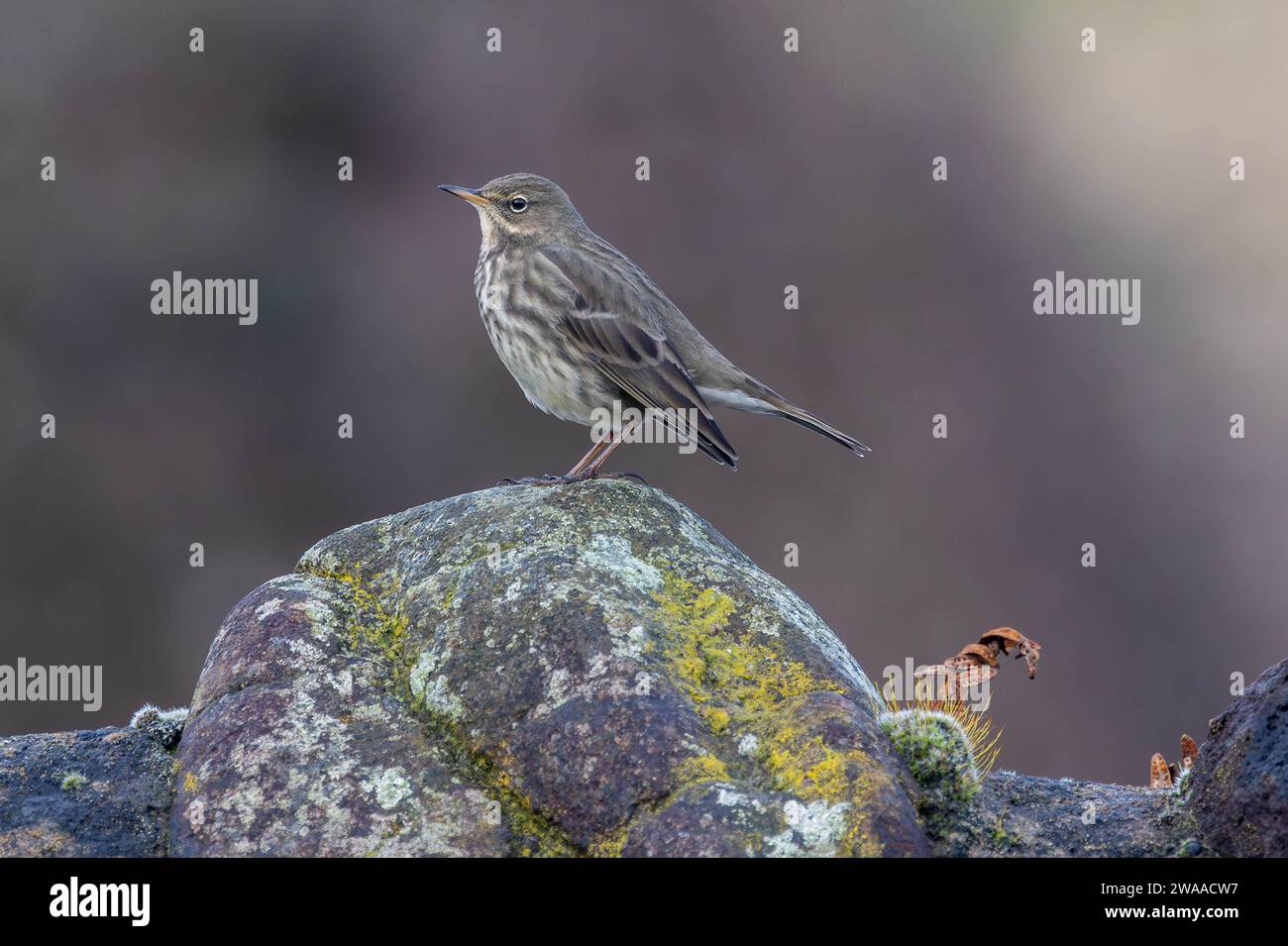 Rock Pipit - Anthus petrosus - Motacillidae- adult bird standing on a ...