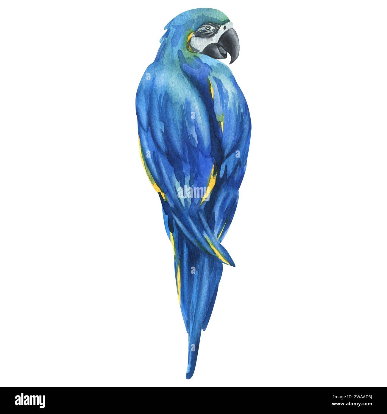 Tropical sitting bright juicy blue-yellow macaw parrot. Hand drawn ...