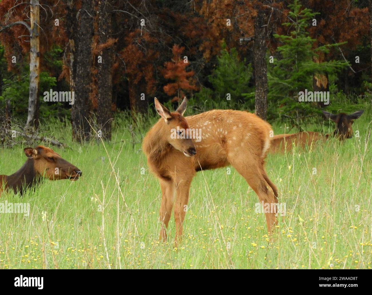 White spotted elk calf hi-res stock photography and images - Alamy