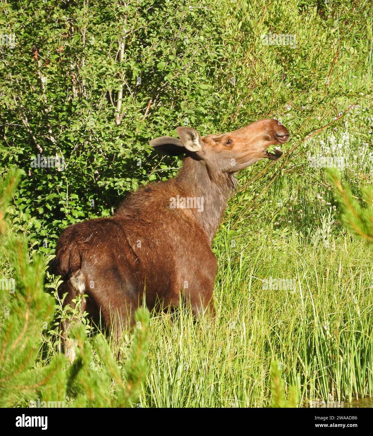 Cow moose munching on hi-res stock photography and images - Alamy