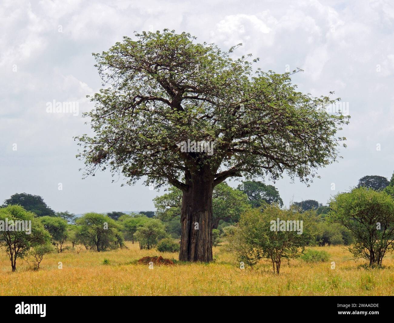 impressive afrtican acacia tree on a sunny day in lake manyara park ...