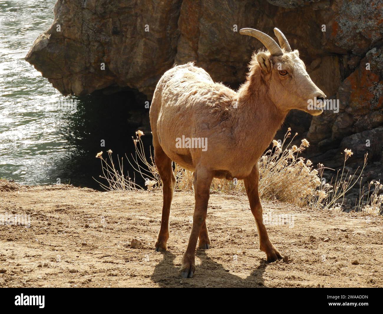 rocky bighorn sheep ewe next to the south platte river at strontia ...