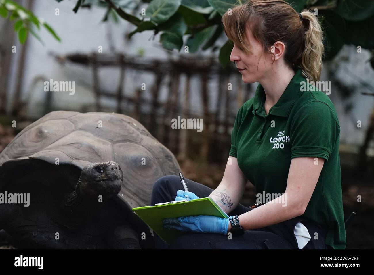 Zoo keeper Kim counts the giant Galapagos Tortoises during the annual ...