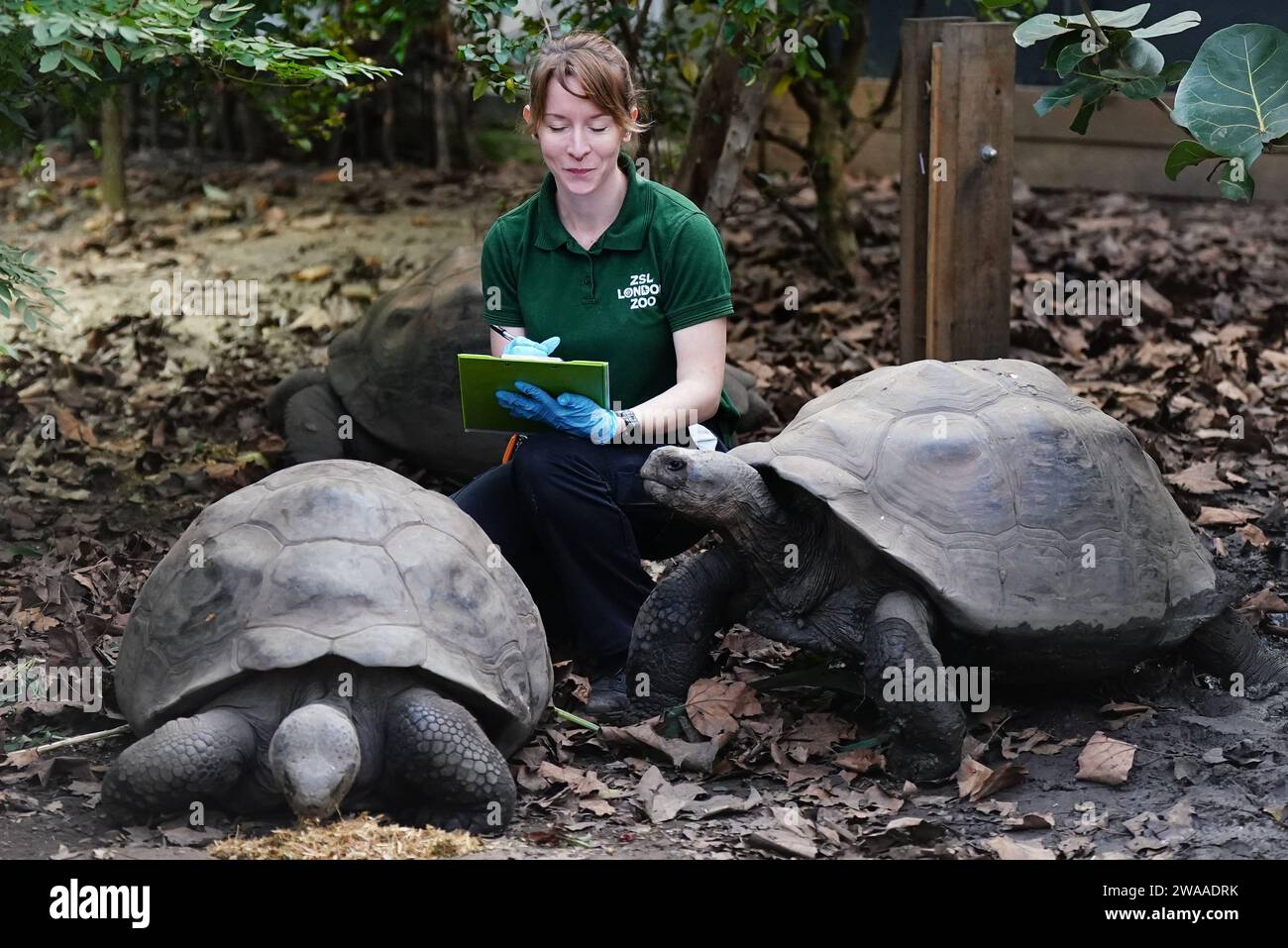 Zoo keeper Kim counts Priscilla and Polly, giant Galapagos Tortoises ...
