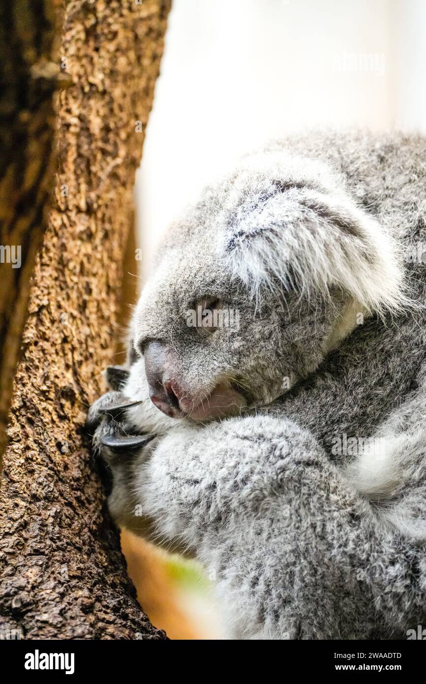Sleeping koala in a tree hi-res stock photography and images - Alamy