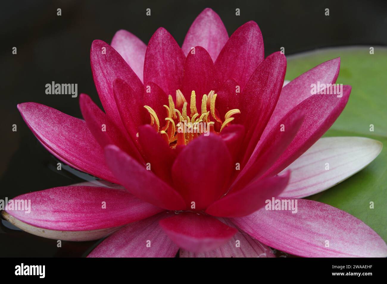 Water lily plants hi-res stock photography and images - Alamy