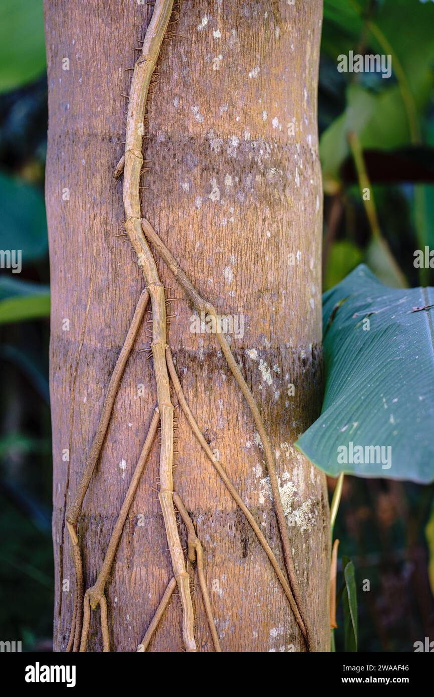Creeping Vines Embracing a Textured Tropical Tree Trunk Stock Photo - Alamy