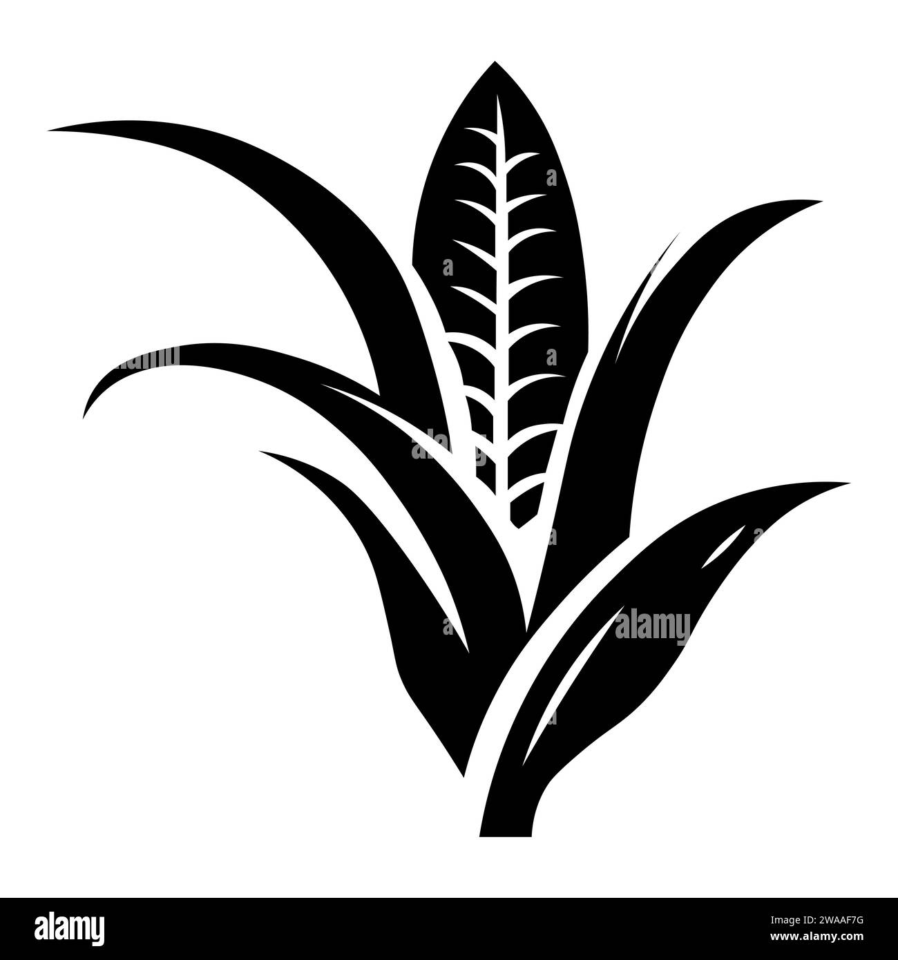 Black corn on white Black and White Stock Photos & Images - Alamy