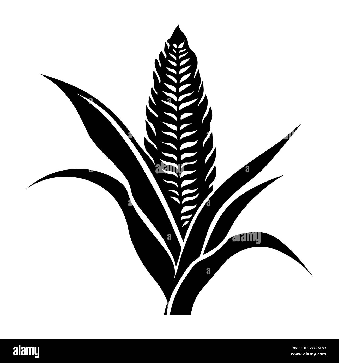 Corn black Cut Out Stock Images & Pictures - Alamy