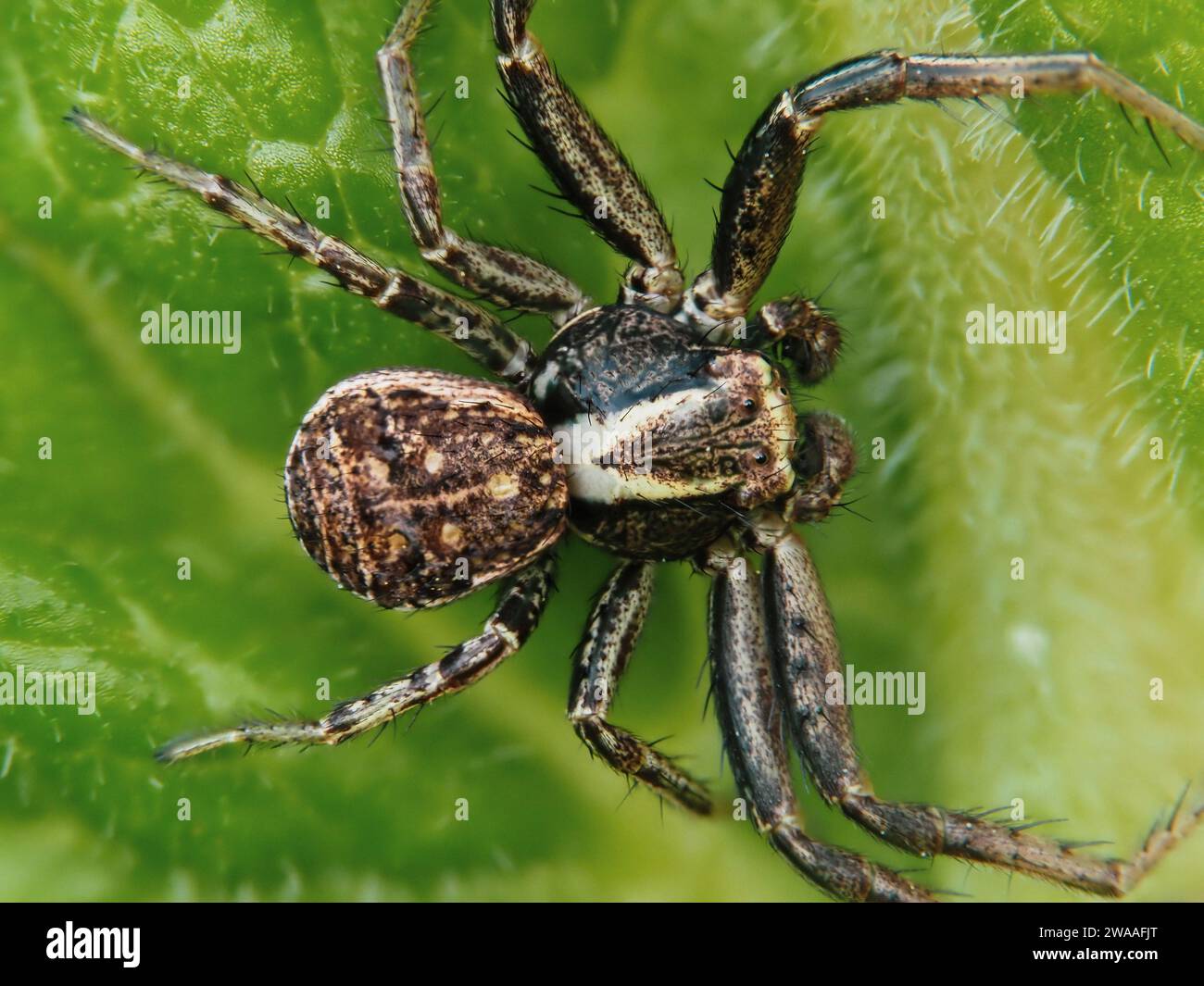 Common crab spider hi-res stock photography and images - Alamy