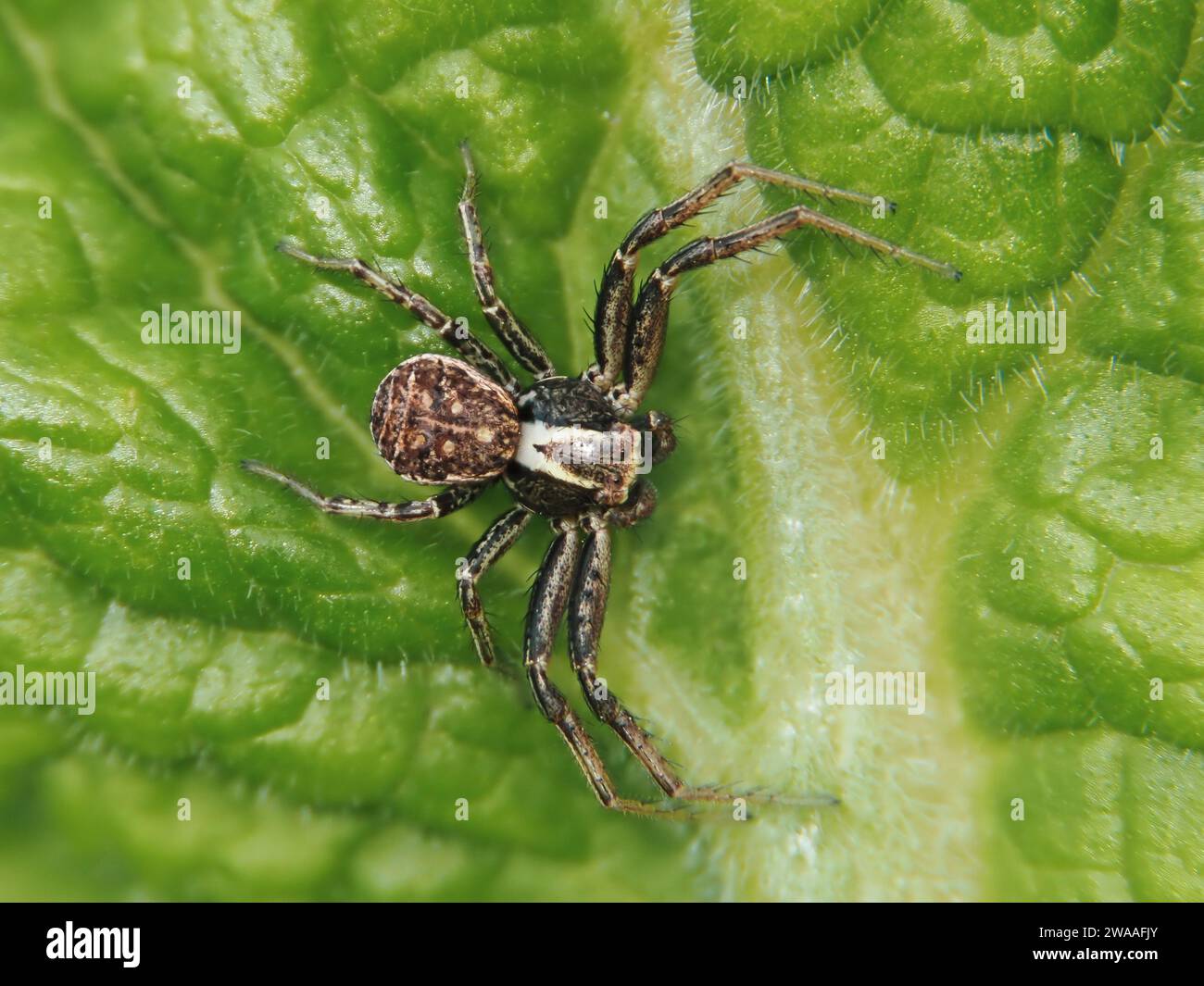 Common crab spider hi-res stock photography and images - Alamy