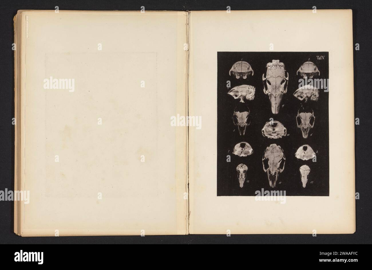 Thirteen faces of a rabbit skull, Bernhard von Gudden, c. 1864 - in or ...